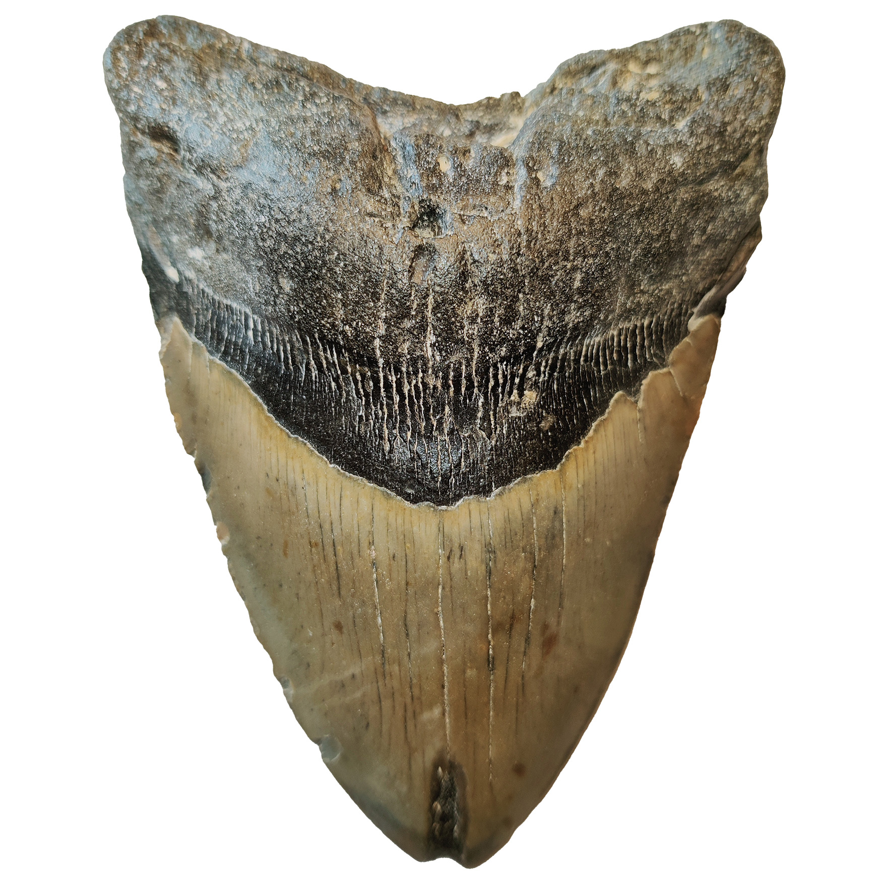 Megalodon Zahn 13,1 cm - Megalodonzahn.de Megalodon Zahn 13,1 cm - Megalodonzahn.de